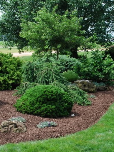 Pinus mugo 'Sherwood Compact'- Pijnboom, dwergden | De Tuinen van Appeltern