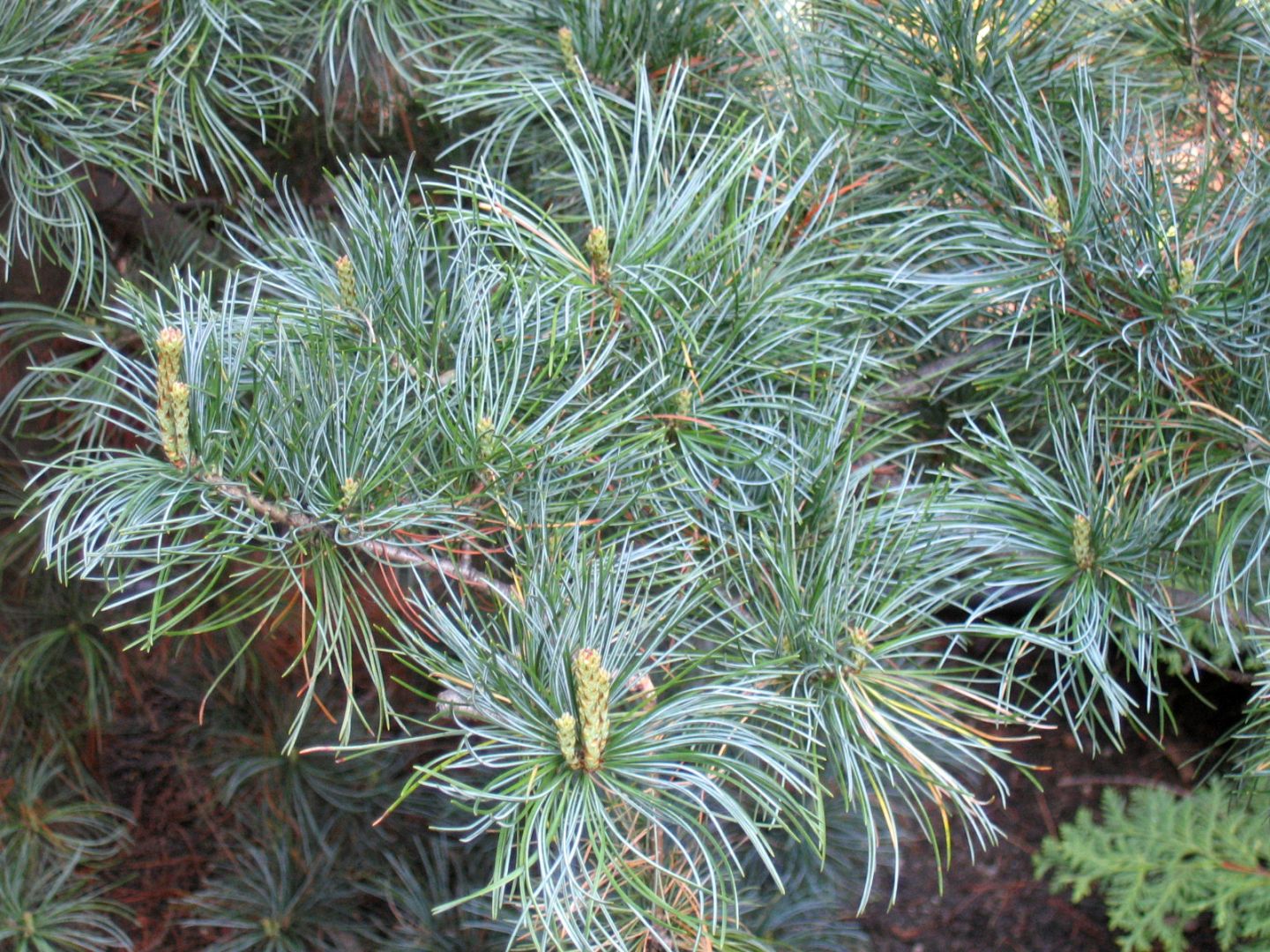 Pinus parviflora - Japanse witte den | De Tuinen van Appeltern