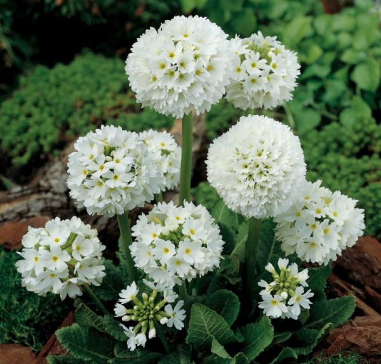 Primula denticulata 'Alba' - Sleutelbloem | De Tuinen van Appeltern