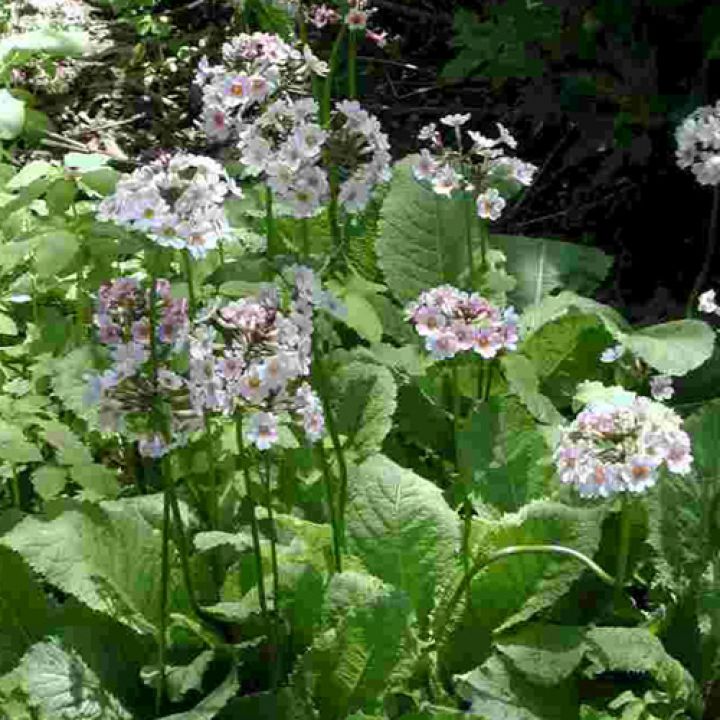 Primula japonica 'Alba' - Japanse sleutelbloem | De Tuinen van Appeltern