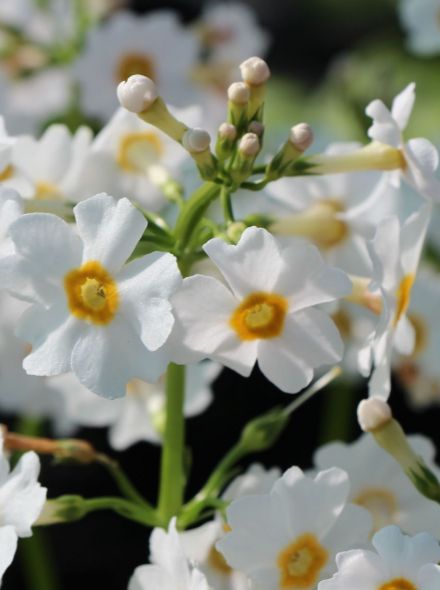 Primula japonica - Sleutelbloem | De Tuinen van Appeltern
