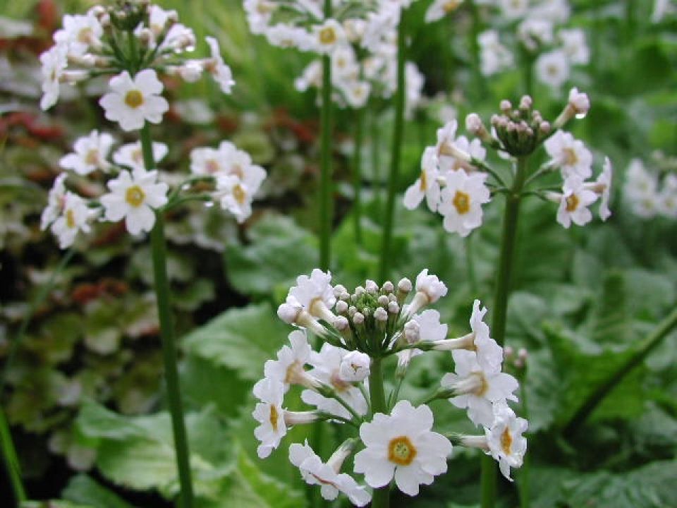 Primula japonica 'Alba' - Japanse sleutelbloem | De Tuinen van Appeltern