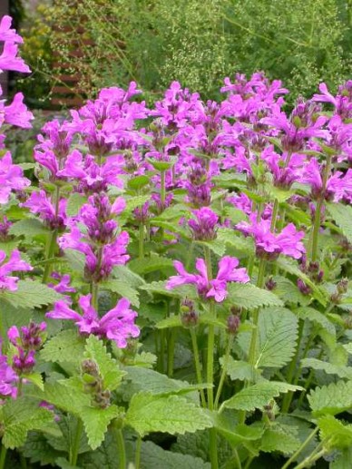 Stachys macrantha 'Superba' - Andoorn | De Tuinen van Appeltern