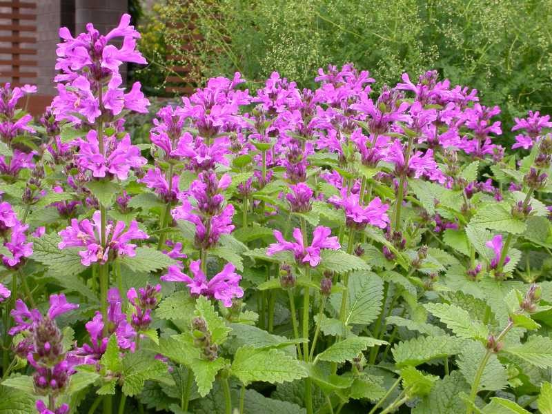 Stachys macrantha 'Superba' - Andoorn - De Tuinen van Appeltern