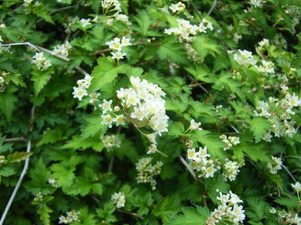 Stephanandra incisa 'Crispa' - / | De Tuinen van Appeltern
