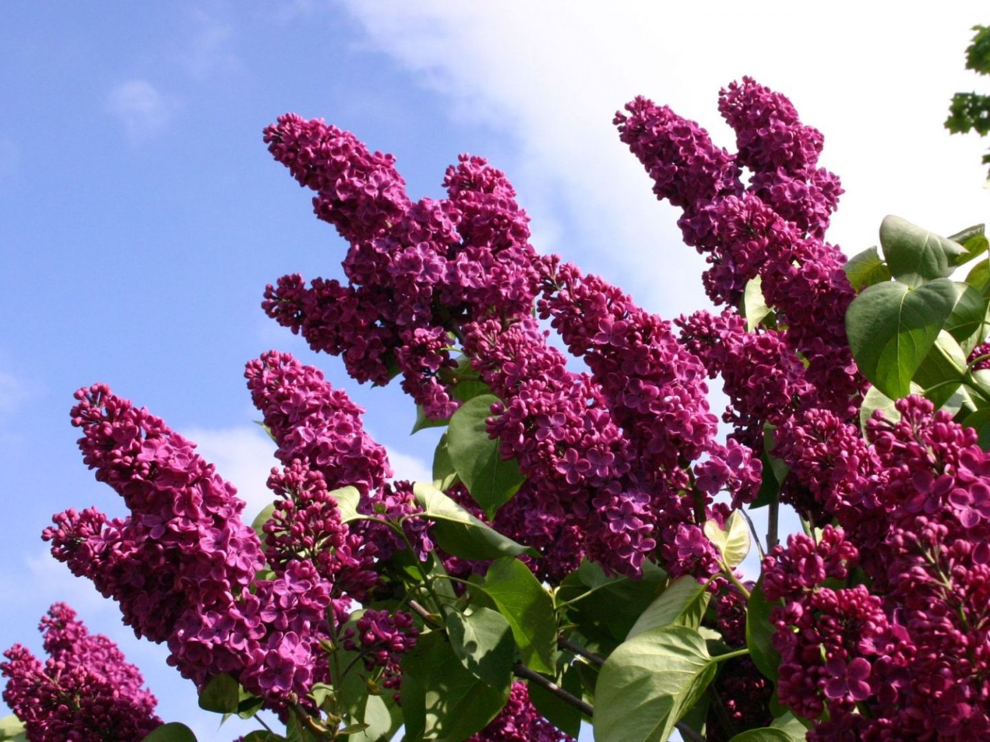 Syringa vulgaris 'Andenken an Ludwig Spaeth' - Sering | De Tuinen van ...
