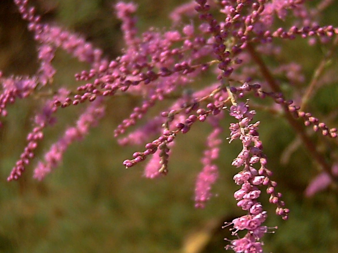 Tamarix tetrandra (Tamariks) | De Tuinen van Appeltern