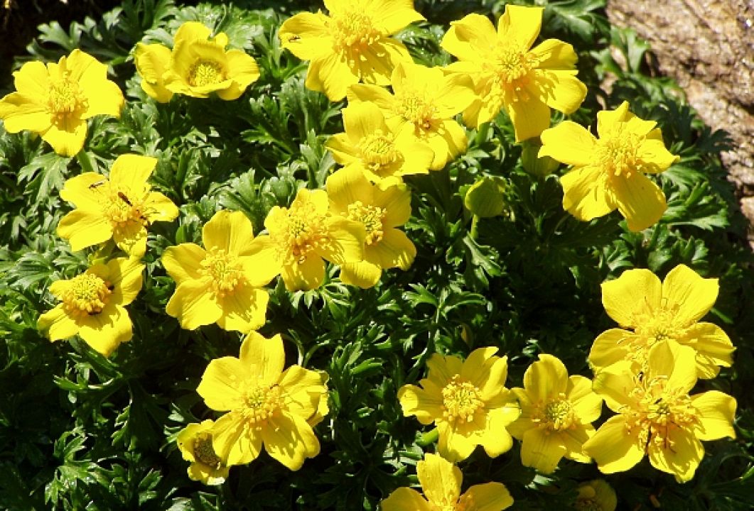 Trollius pumilus - Globebloem | De Tuinen van Appeltern