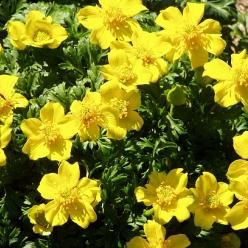 Trollius pumilus - Globebloem | De Tuinen van Appeltern