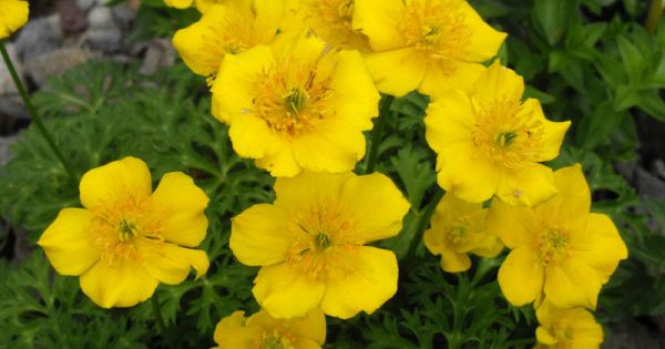 Trollius pumilus (Globebloem) | De Tuinen van Appeltern