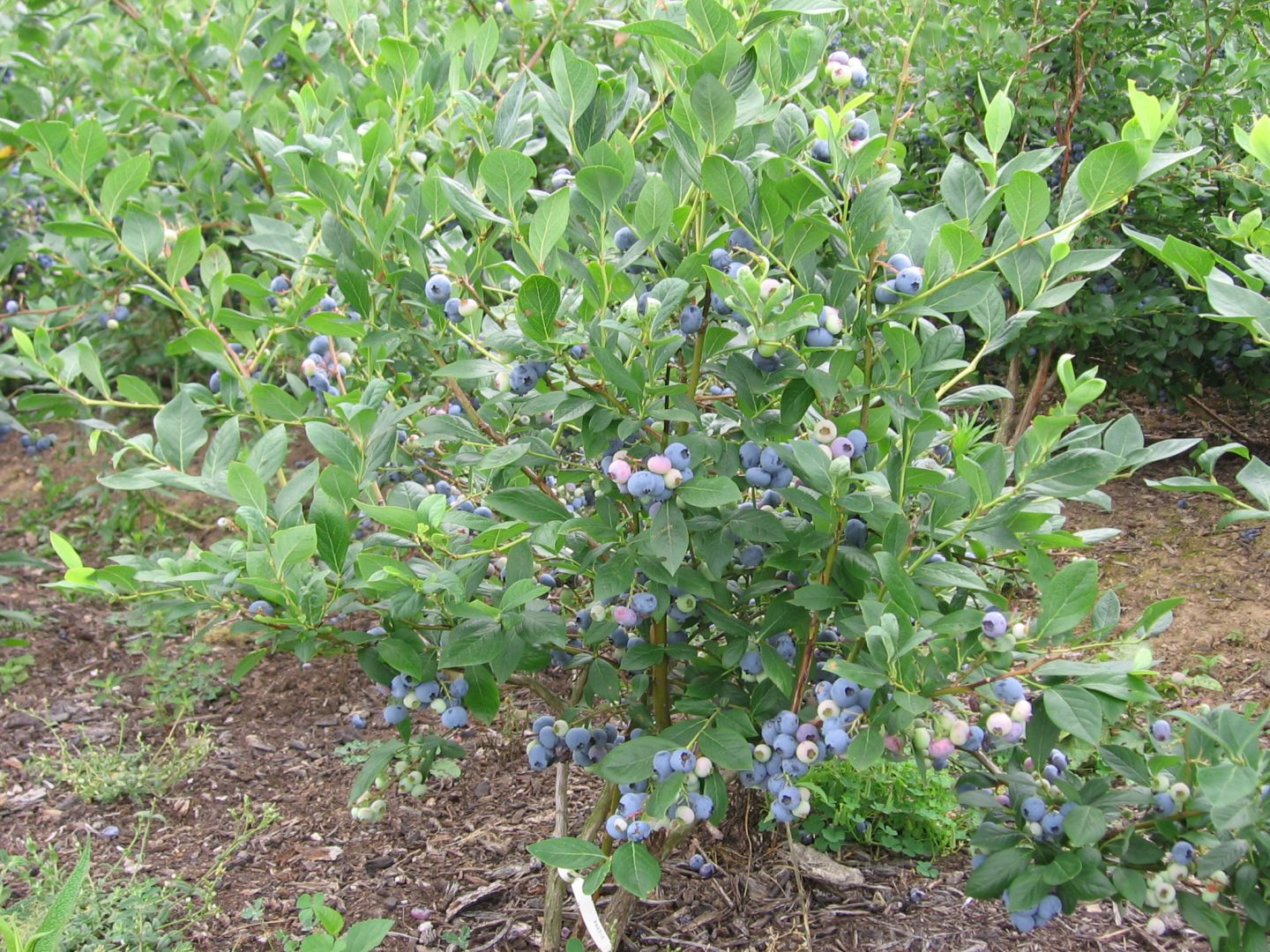 Vaccinium corymbosum - Blauwe bes | De Tuinen van Appeltern