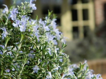 Rosmarinus officinalis - Rozemarijn | De Tuinen van Appeltern
