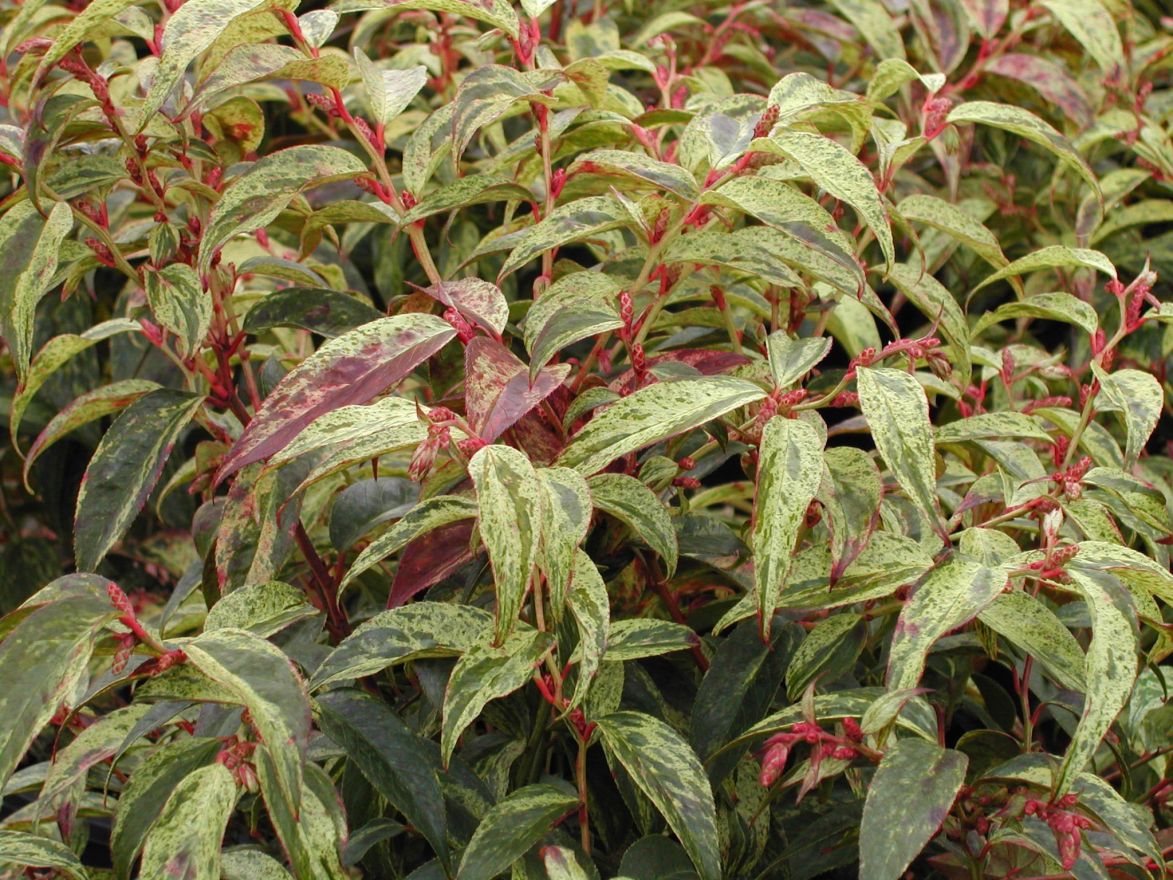 Leucothoe fontanesiana 'Rainbow' (Druifheide) | De Tuinen van Appeltern