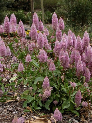 Ptilotus exaltatus 'Joey' - Sierlijke vossenstaart | De Tuinen van ...