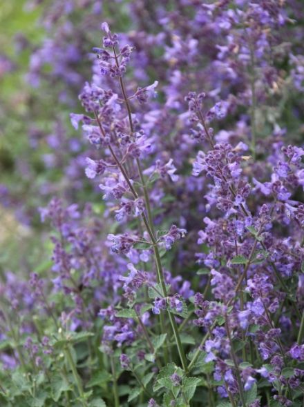 Nepeta 'Kit Kat' - Kattekruid | De Tuinen van Appeltern