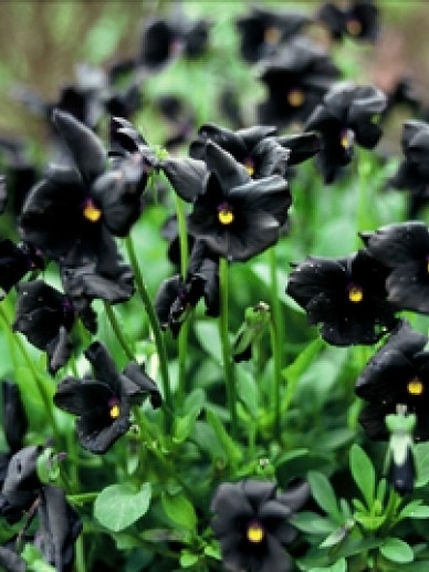 Viola 'Molly Sanderson' - Viooltje | De Tuinen van Appeltern