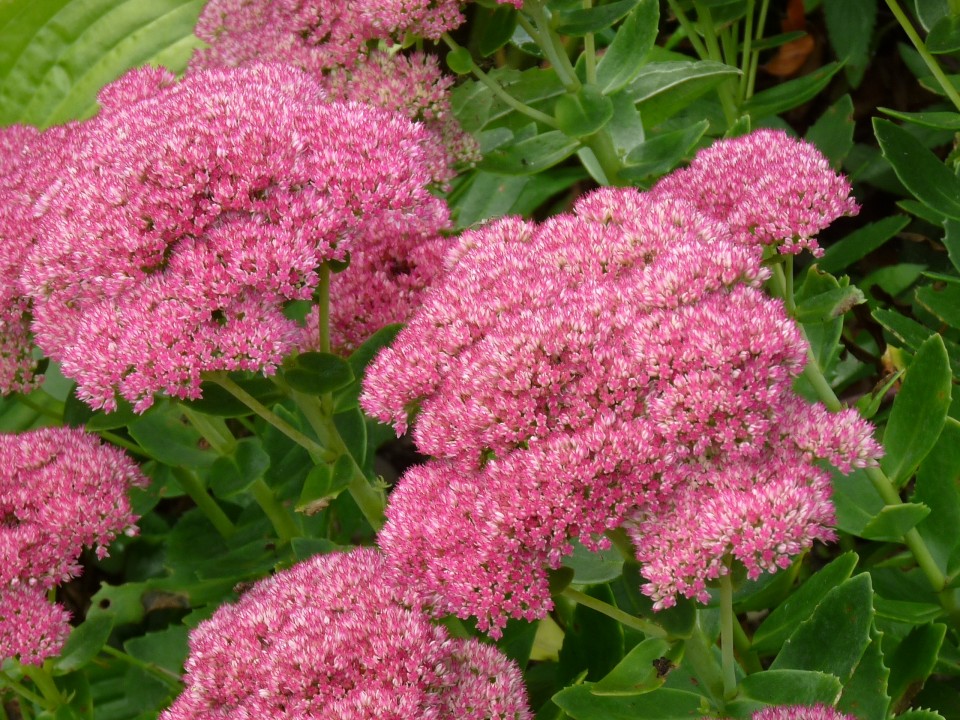 Vaste planten borderpakket voor bijen - 3 m2 (Wit - roze) - De Tuinen ...