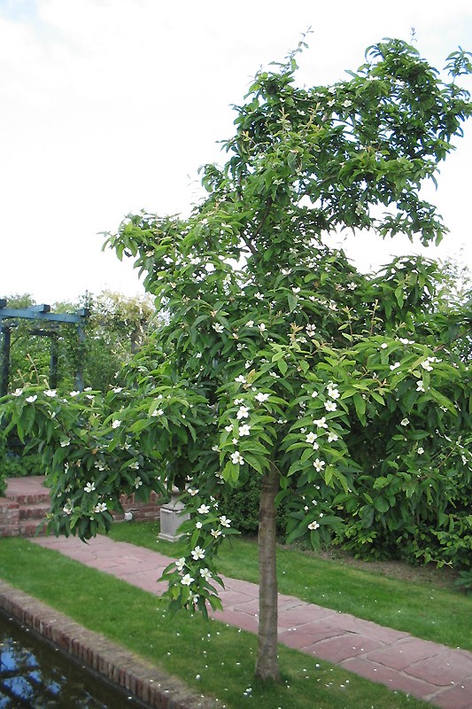 Mespilus germanica - Mispel - De Tuinen van Appeltern