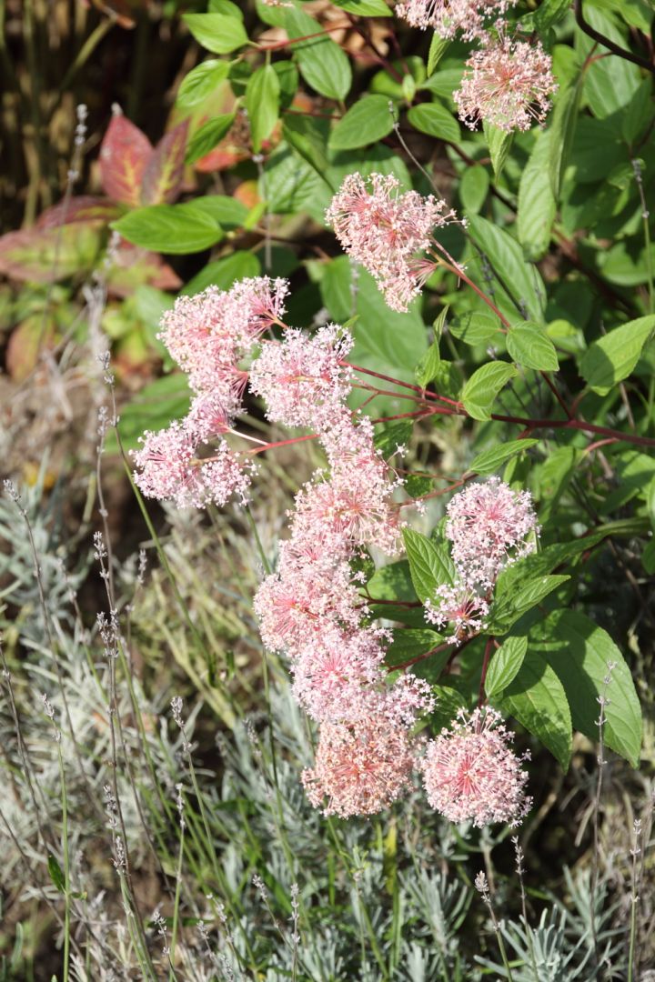 Ceanothus x pallidus 'Marie Simon' - Amerikaanse sering, herfstsering ...