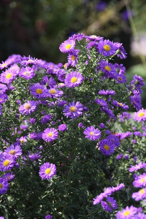 Aster novi-belgii 'Schöne von Dietlikon' - Herfsaster, nieuwnederlandse ...