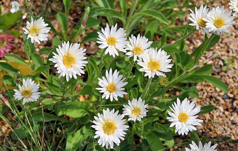 Aster alpinus 'Albus' (Alpenaster) | De Tuinen van Appeltern