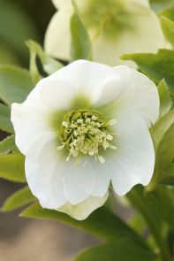 Helleborus orientalis - Kerstroos , Nieskruid | De Tuinen van Appeltern