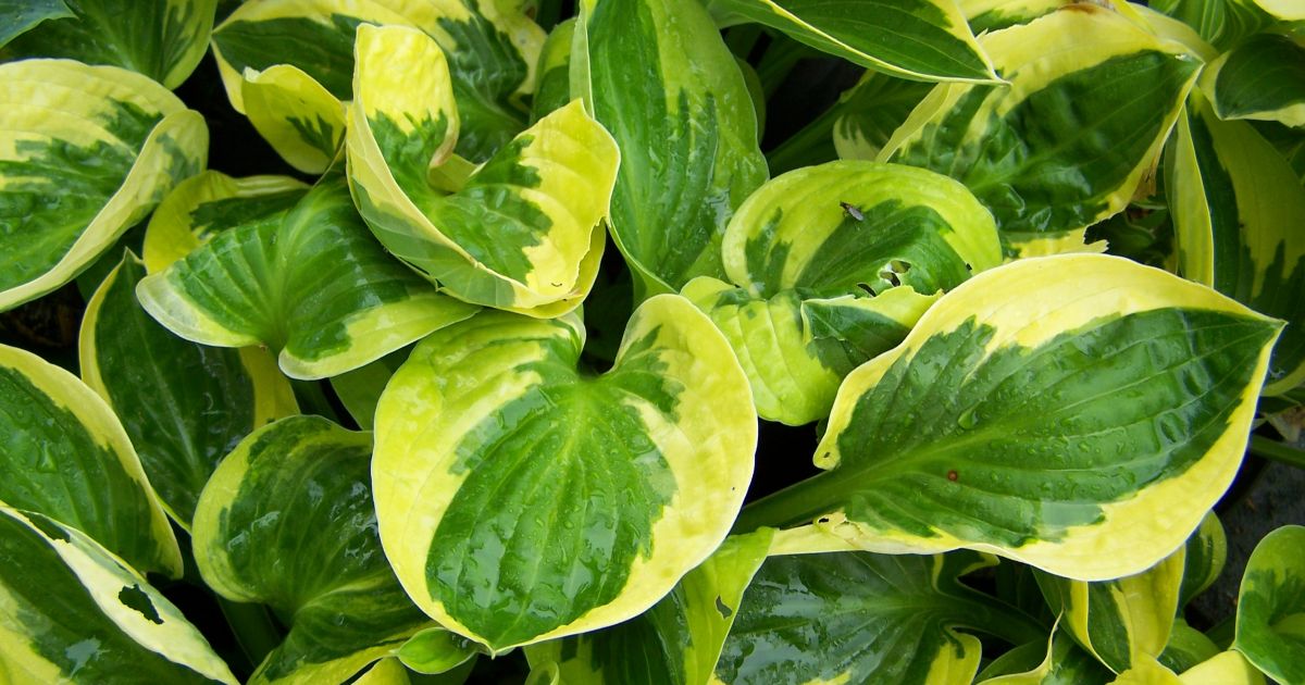 Hosta 'Brim Cup' (Hartlelie) | De Tuinen van Appeltern