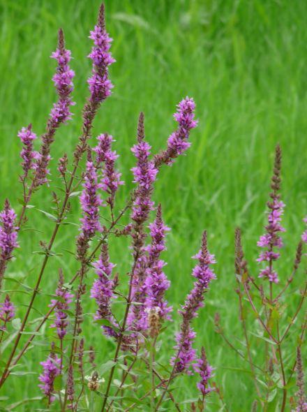 Lythrum salicaria - Grote kattenstaart | De Tuinen van Appeltern