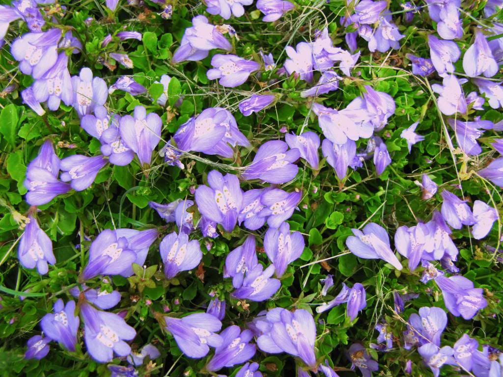 Mazus reptans (Mazus) (3 Stuks) | De Tuinen van Appeltern