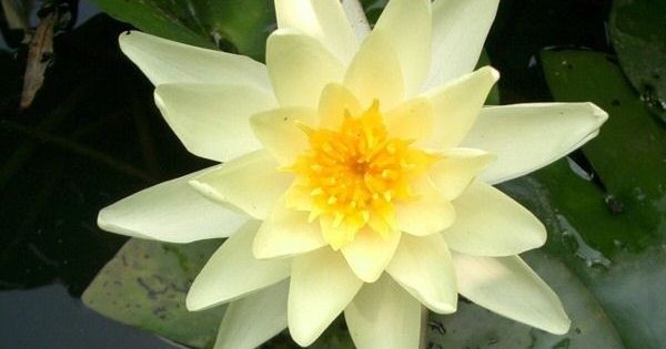 Nymphaea geel (Gele Waterlelie) (Per Stuk) | De Tuinen van Appeltern