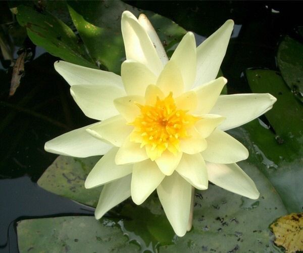 Nymphaea geel (Gele Waterlelie) (Per Stuk) | De Tuinen van Appeltern