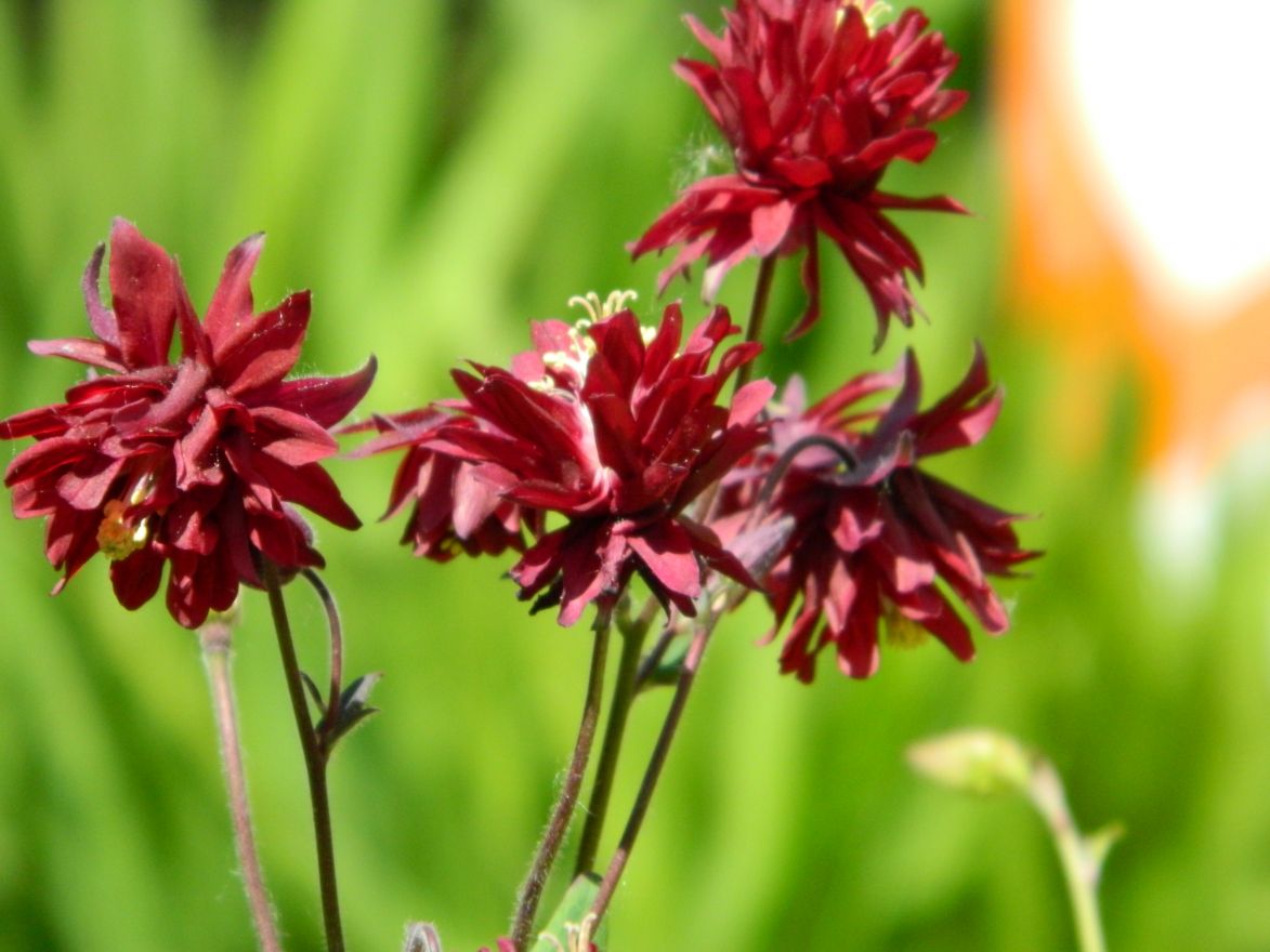 Aquilegia vulgaris 'Ruby Port' (Akelei) | De Tuinen van Appeltern