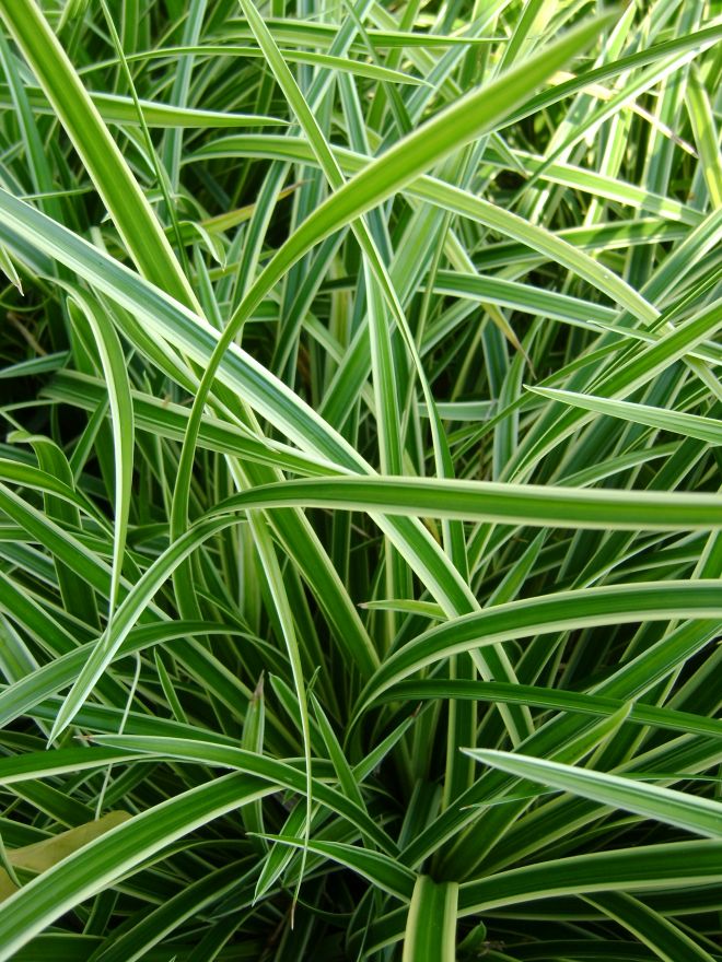 Carex morrowii 'Variegata' (Geelbonte zegge) | De Tuinen van Appeltern
