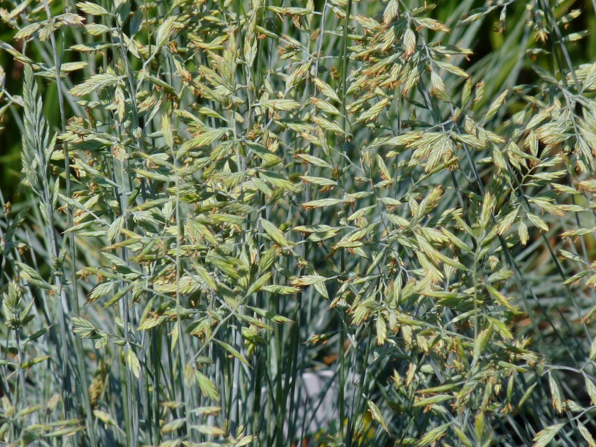 Festuca glauca (Blauw schapengras) | De Tuinen van Appeltern