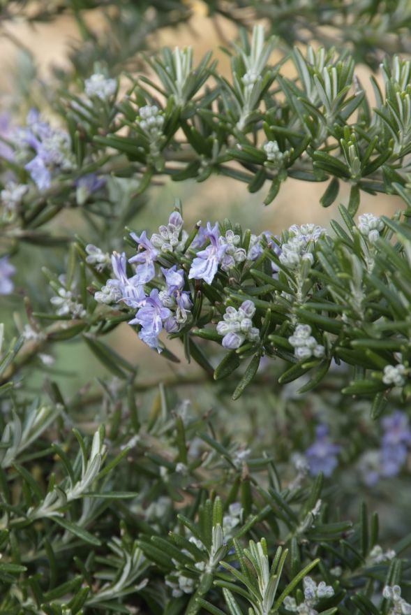 Rosmarinus officinalis 'Prostratus' (Kruip rozemarijn) | De Tuinen van ...