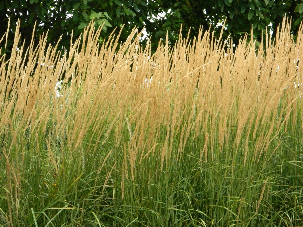 Calamagrostis acutiflora 'Karl Foerster' (Struisgras, Bosstruisgras ...
