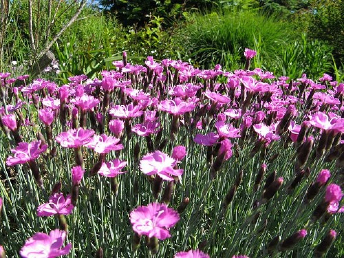 Dianthus gratianopolitanus 'Pink Jewel' (Rotsanjer, Anjer, Tuinanjer ...