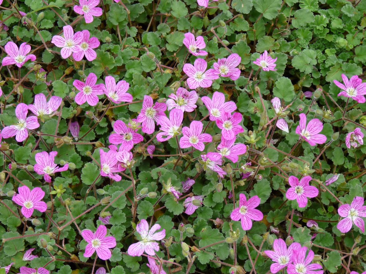 Erodium variabile 'Bishop's Form' (Reigersbek) | De Tuinen van Appeltern