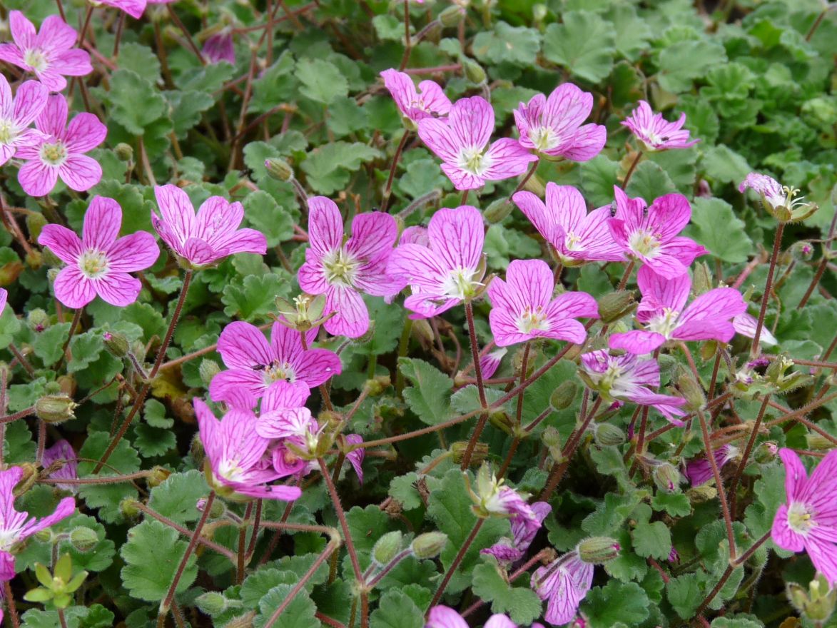 Erodium variabile 'Bishop's Form' (Reigersbek) | De Tuinen van Appeltern