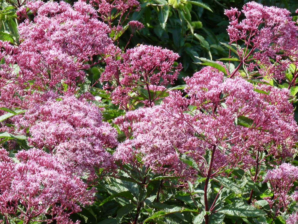 Siergrassen border, wit en roze (8 m2) | De Tuinen van Appeltern