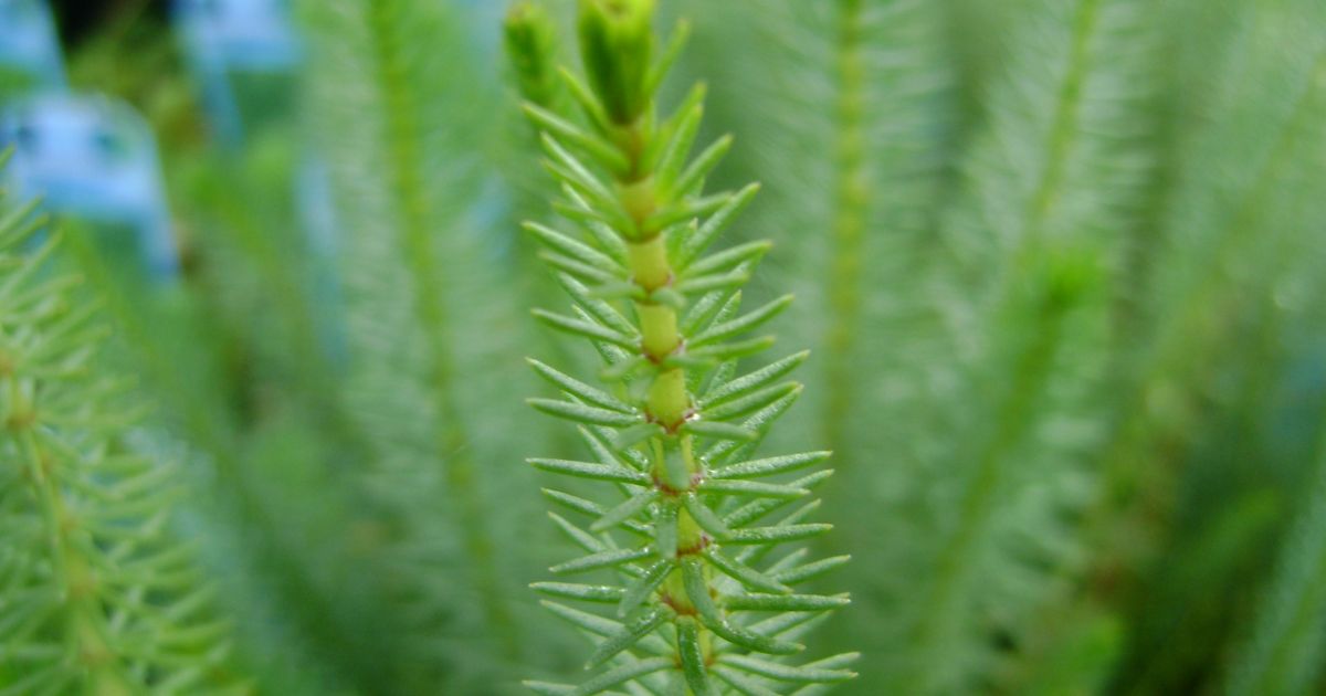 Hippurus vulgaris (Lidsteng) (3 Stuks) | De Tuinen van Appeltern