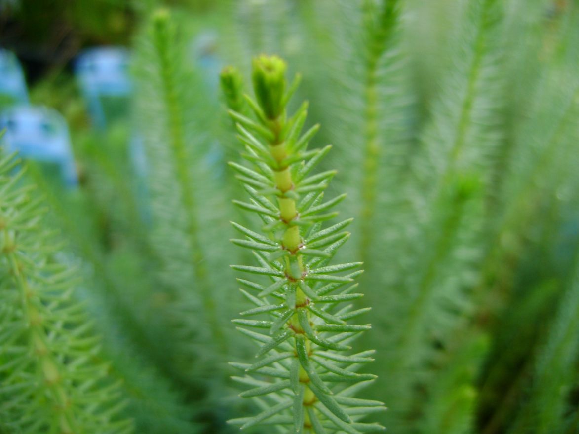 Hippurus vulgaris (Lidsteng) (3 Stuks) | De Tuinen van Appeltern