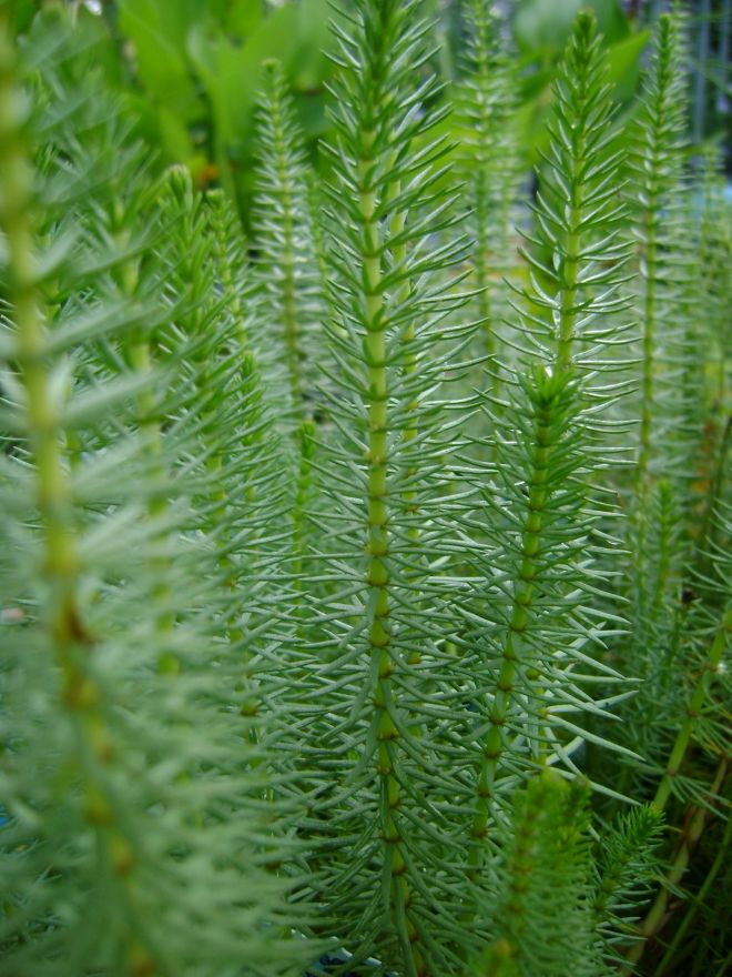 Hippurus vulgaris (Lidsteng) (3 Stuks) | De Tuinen van Appeltern