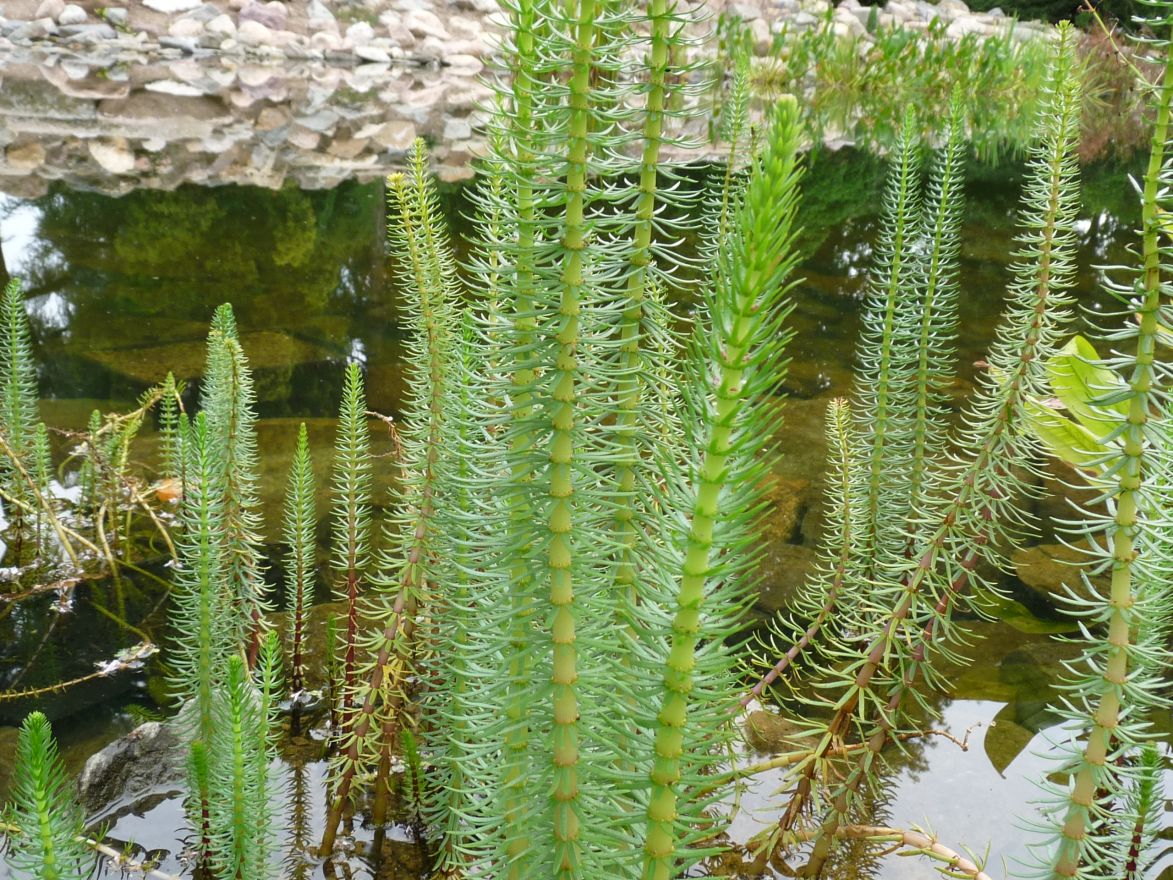 Hippurus vulgaris (Lidsteng) (3 Stuks) | De Tuinen van Appeltern