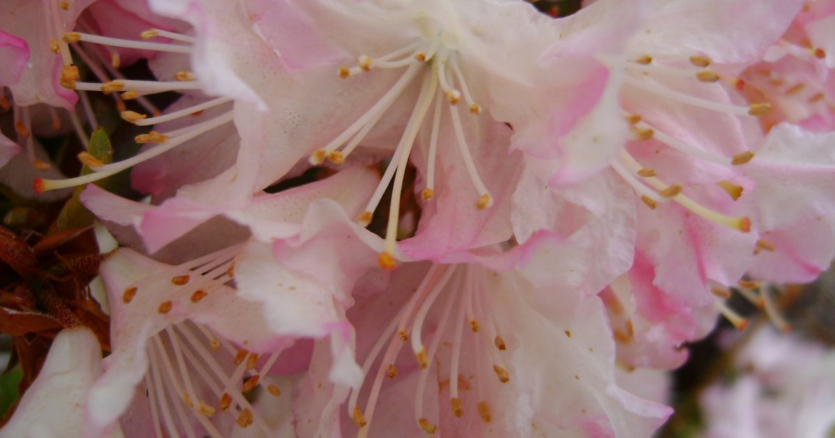 Rhododendron 'Ginny Gee' (Rodondendron) | De Tuinen van Appeltern