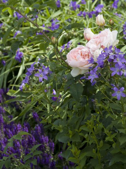 Rosa 'Heritage' (='Ausblush') - Engelse roos | De Tuinen van Appeltern