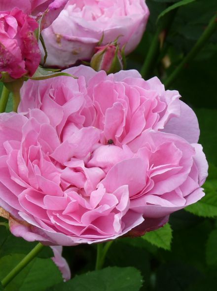Rosa 'Mary Rose' (='Ausmary') - Engelse roos | De Tuinen van Appeltern