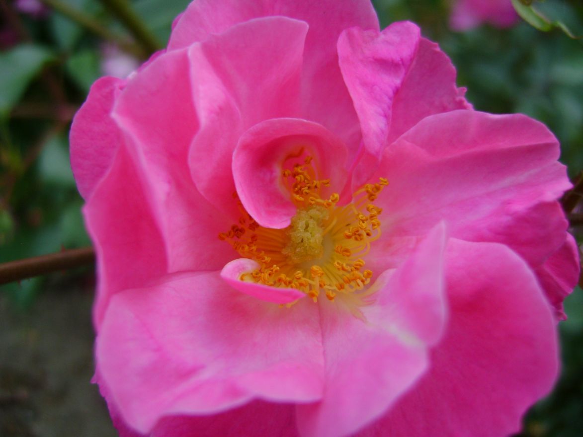 Rosa rugosa 'Rotes Meer' (Roos, Bottelroos) | De Tuinen van Appeltern