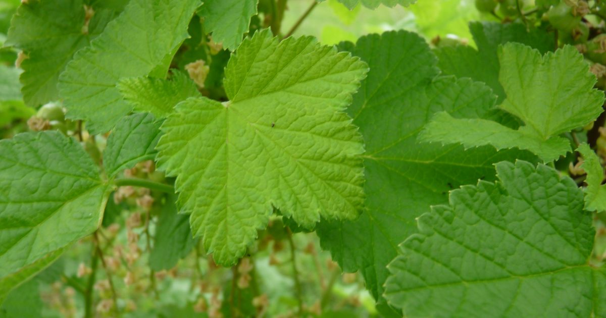 Ribus rubrum (Aalbes) | De Tuinen van Appeltern