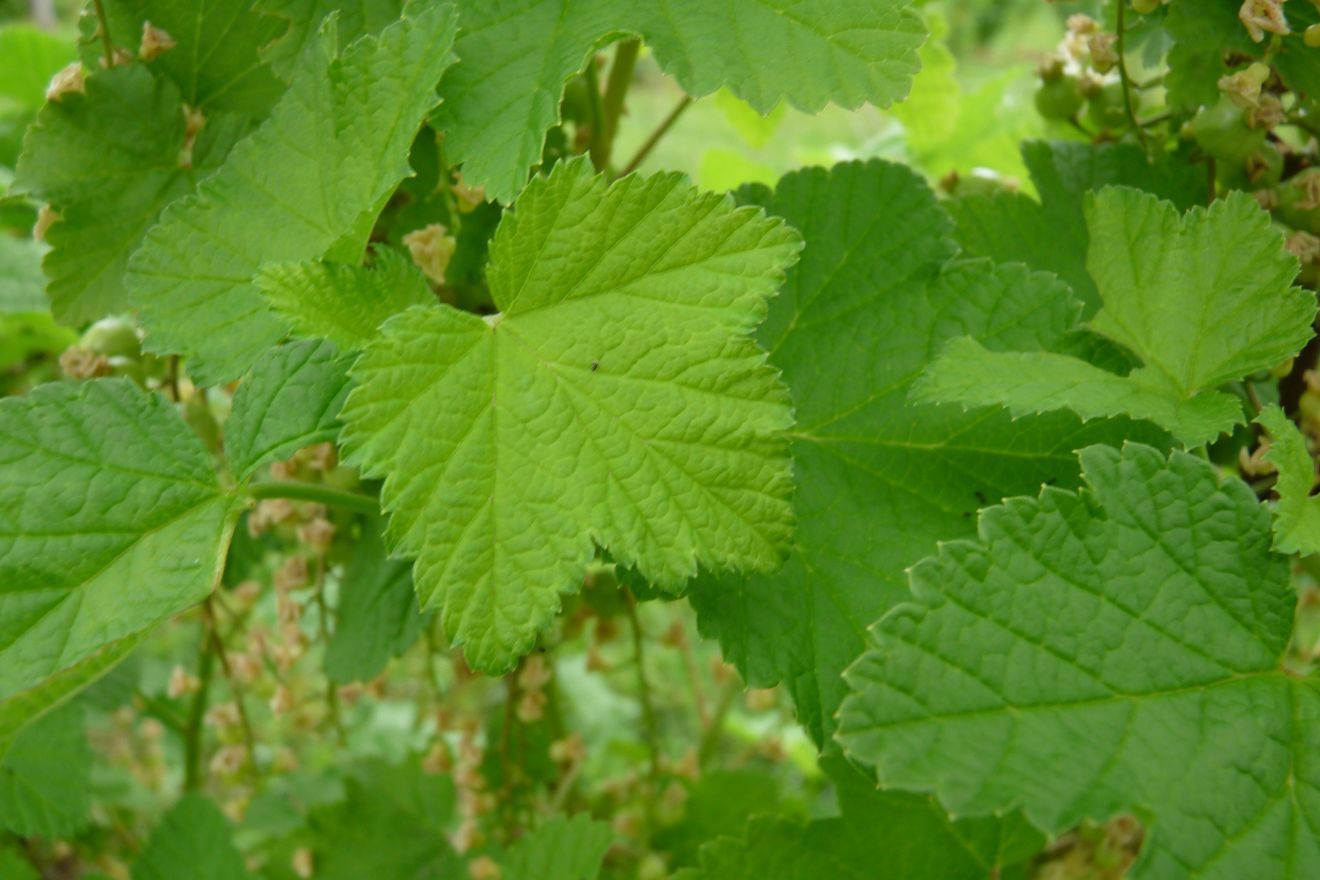 Ribus rubrum (Aalbes) | De Tuinen van Appeltern